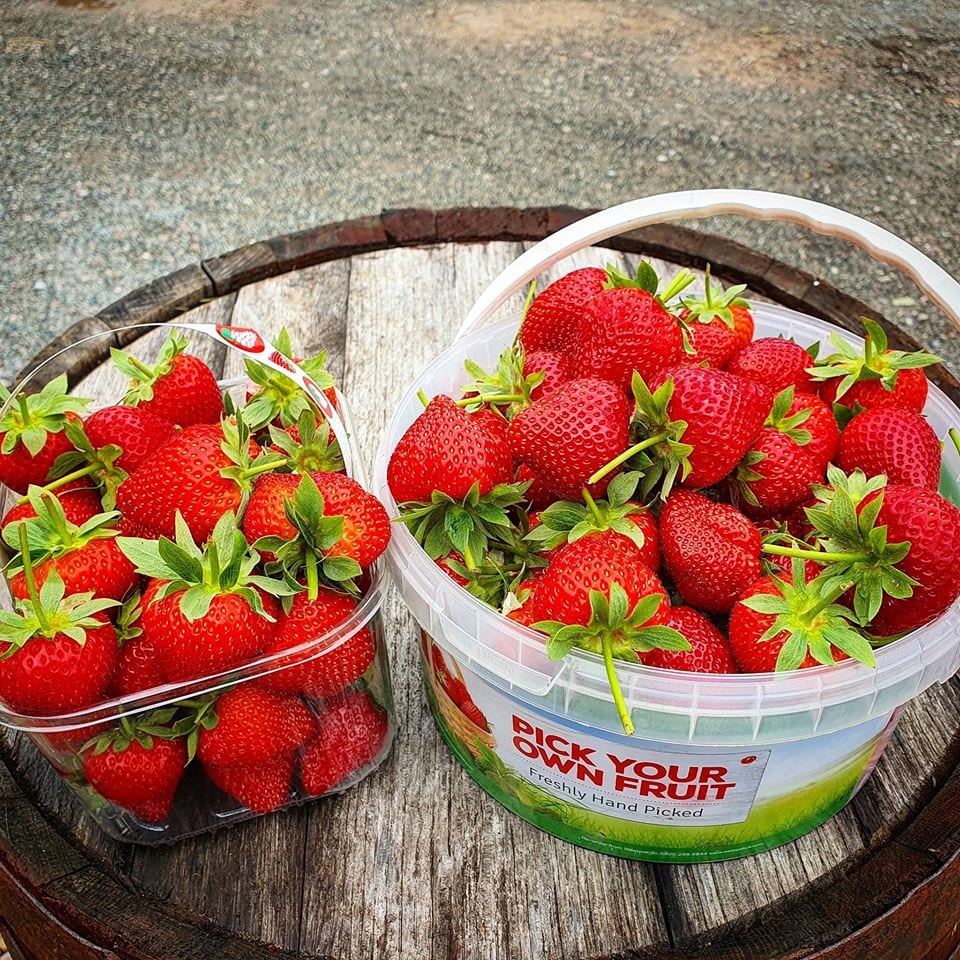 Pick your own strawberries is back at Claremont Farm | The Guide Liverpool