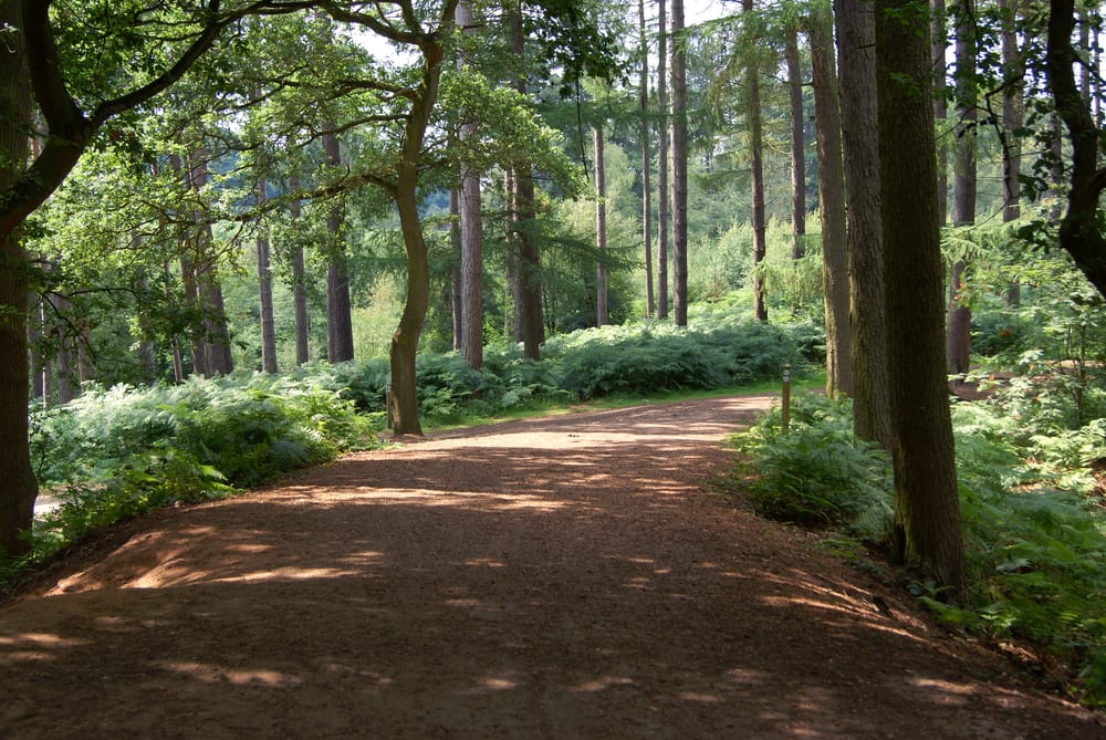 11 woodland walks in and around Merseyside to try this summer | The ...