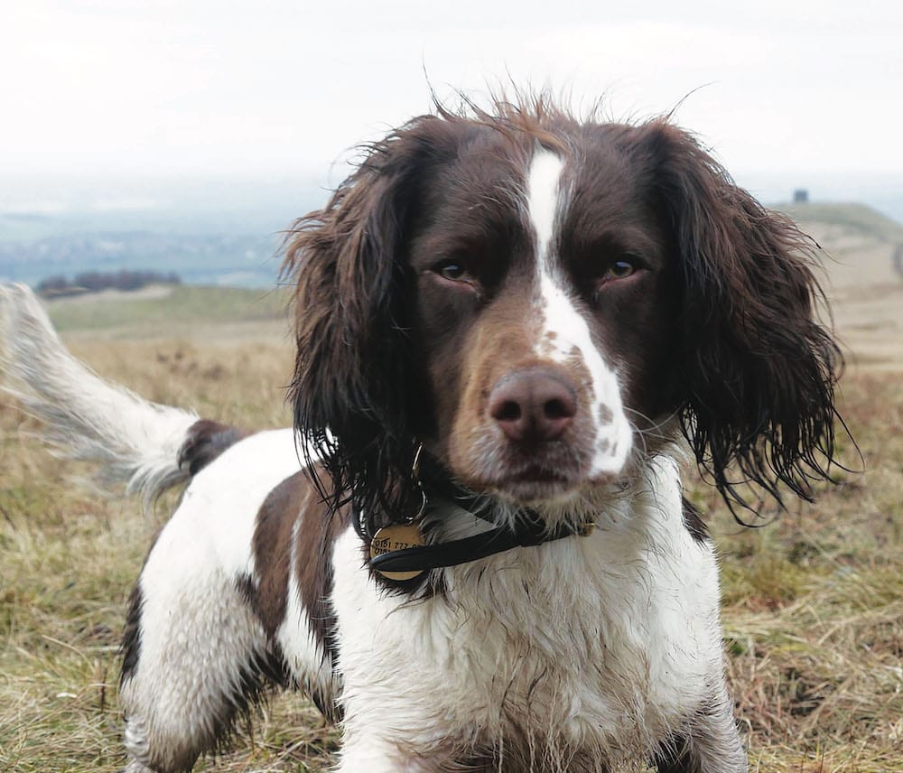 The Merseyside Police Dogs star in new charity calendar | The Guide ...
