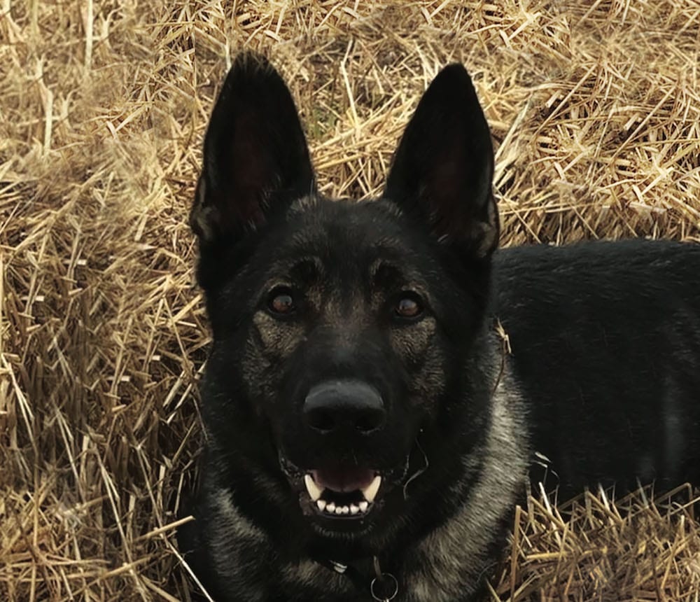 The Merseyside Police Dogs star in new charity calendar | The Guide ...