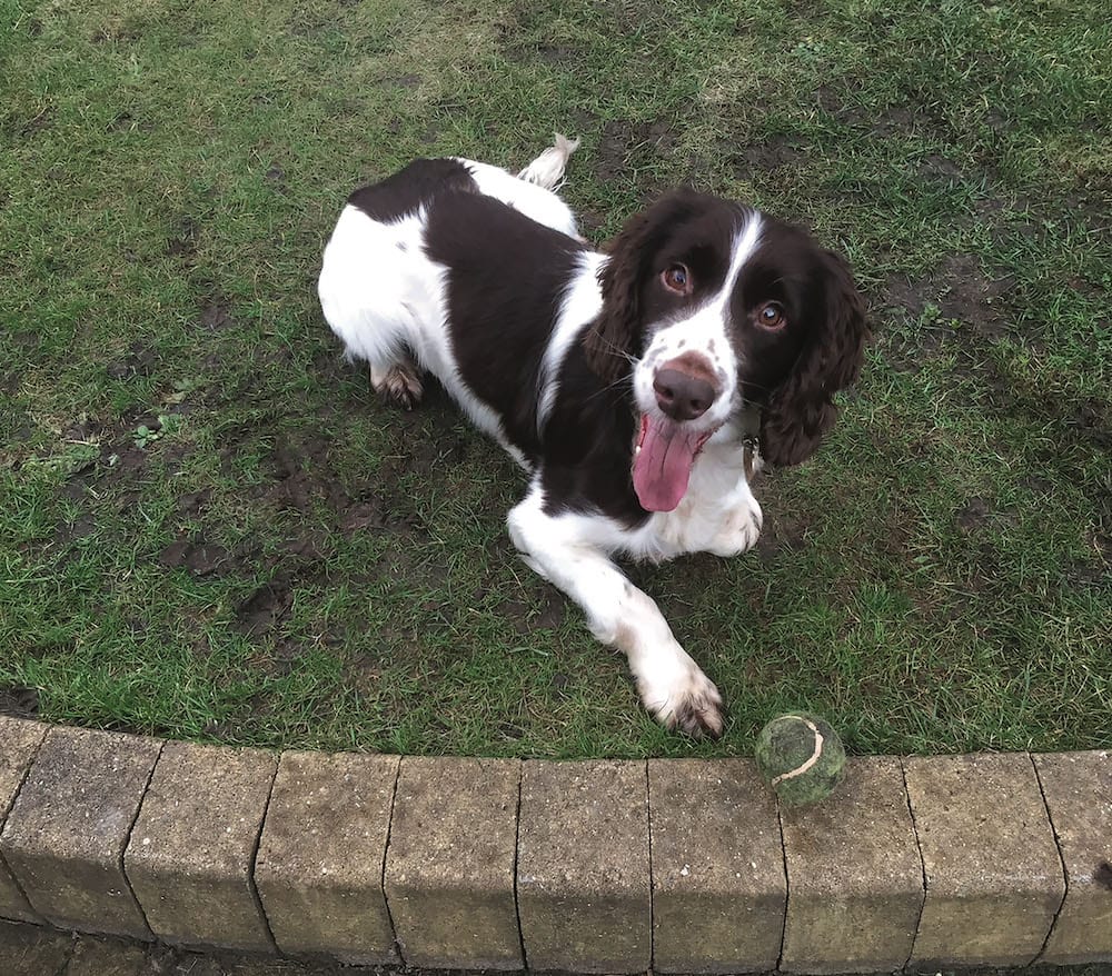 The Merseyside Police Dogs star in new charity calendar | The Guide ...