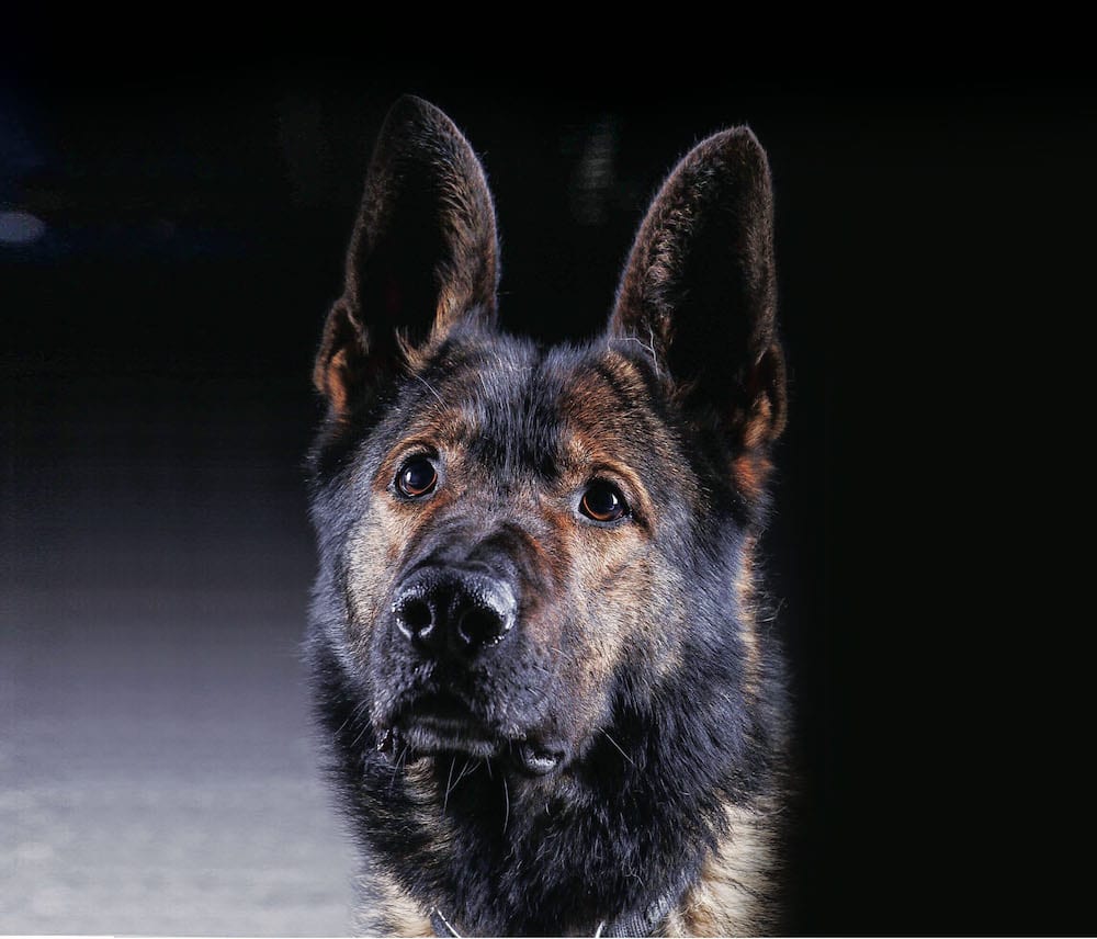 The Merseyside Police Dogs star in new charity calendar | The Guide ...