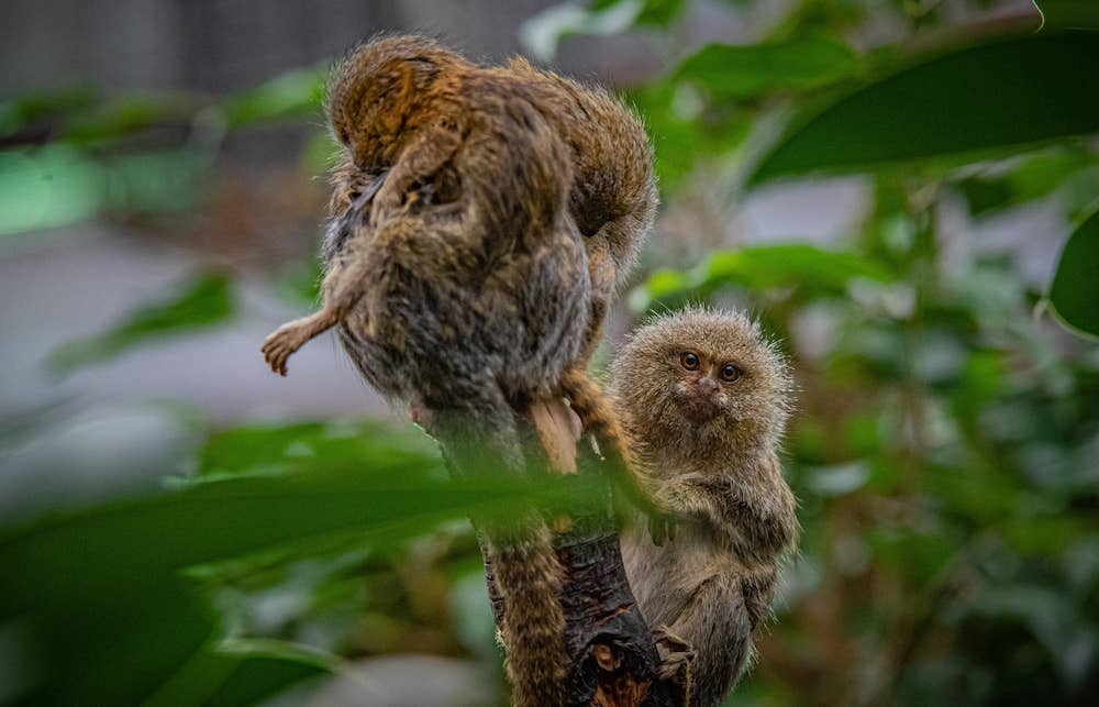 Look at the tiny new monkeys born at Chester Zoo | The Guide Liverpool