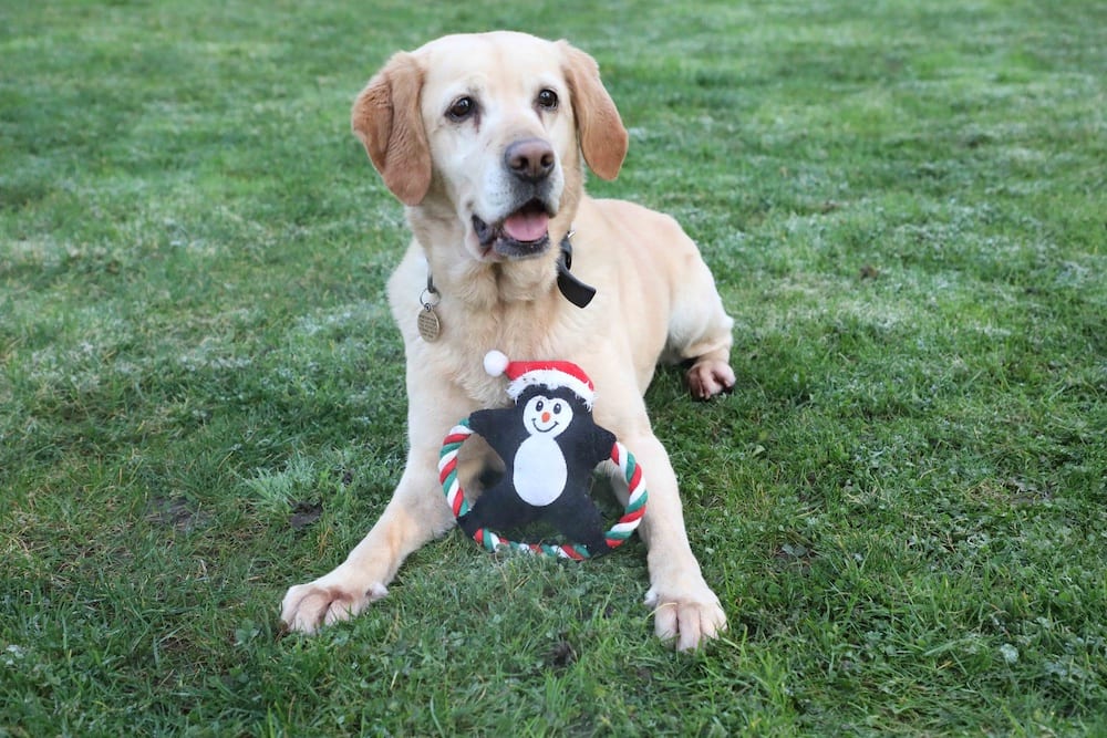 Meet the Merseyside Police dogs that are helping keep the area safe ...