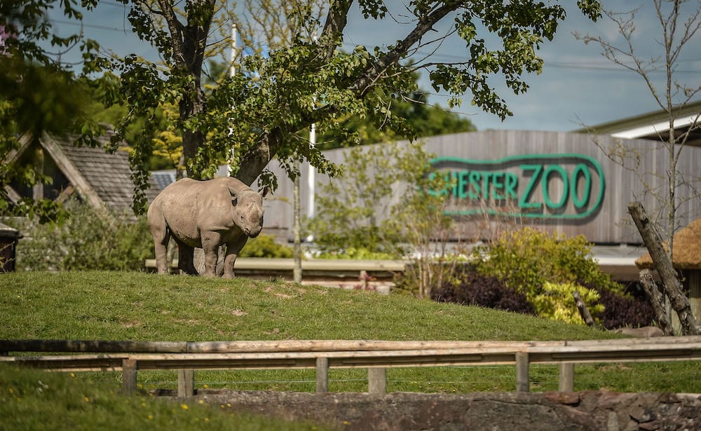 Meet the penguins, tigers and giraffes during the next Virtual Chester ...
