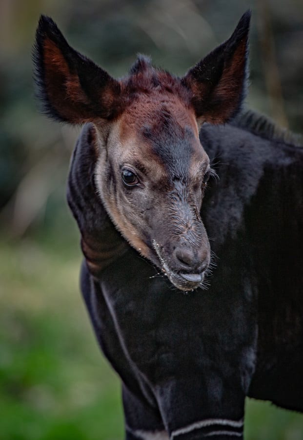 Meet the new baby okapi born at Chester Zoo | The Guide Liverpool