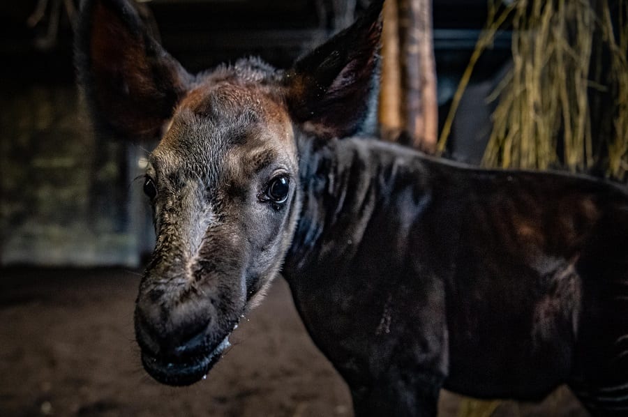 Meet the new baby okapi born at Chester Zoo | The Guide Liverpool