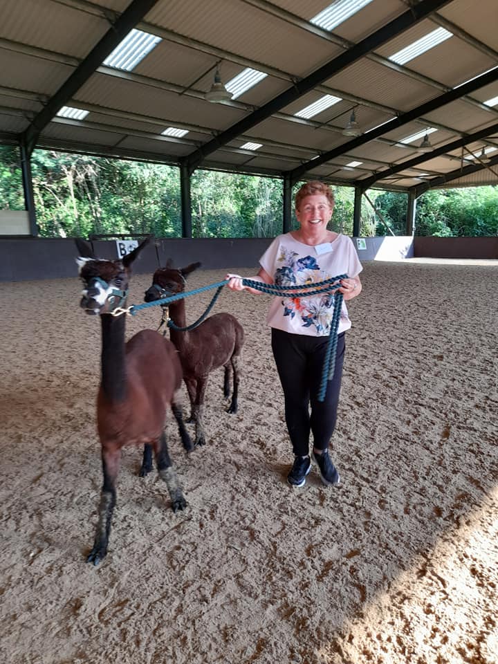 Alpacas are coming back to Liverpool's Beechley Stables | The Guide ...