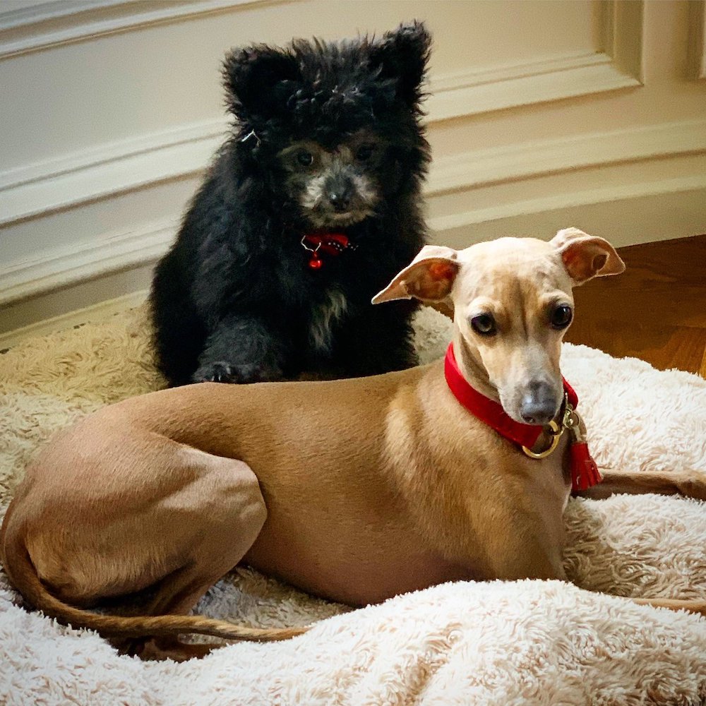 Nisha Katona tells us everything you need to know about the Mowgli ...