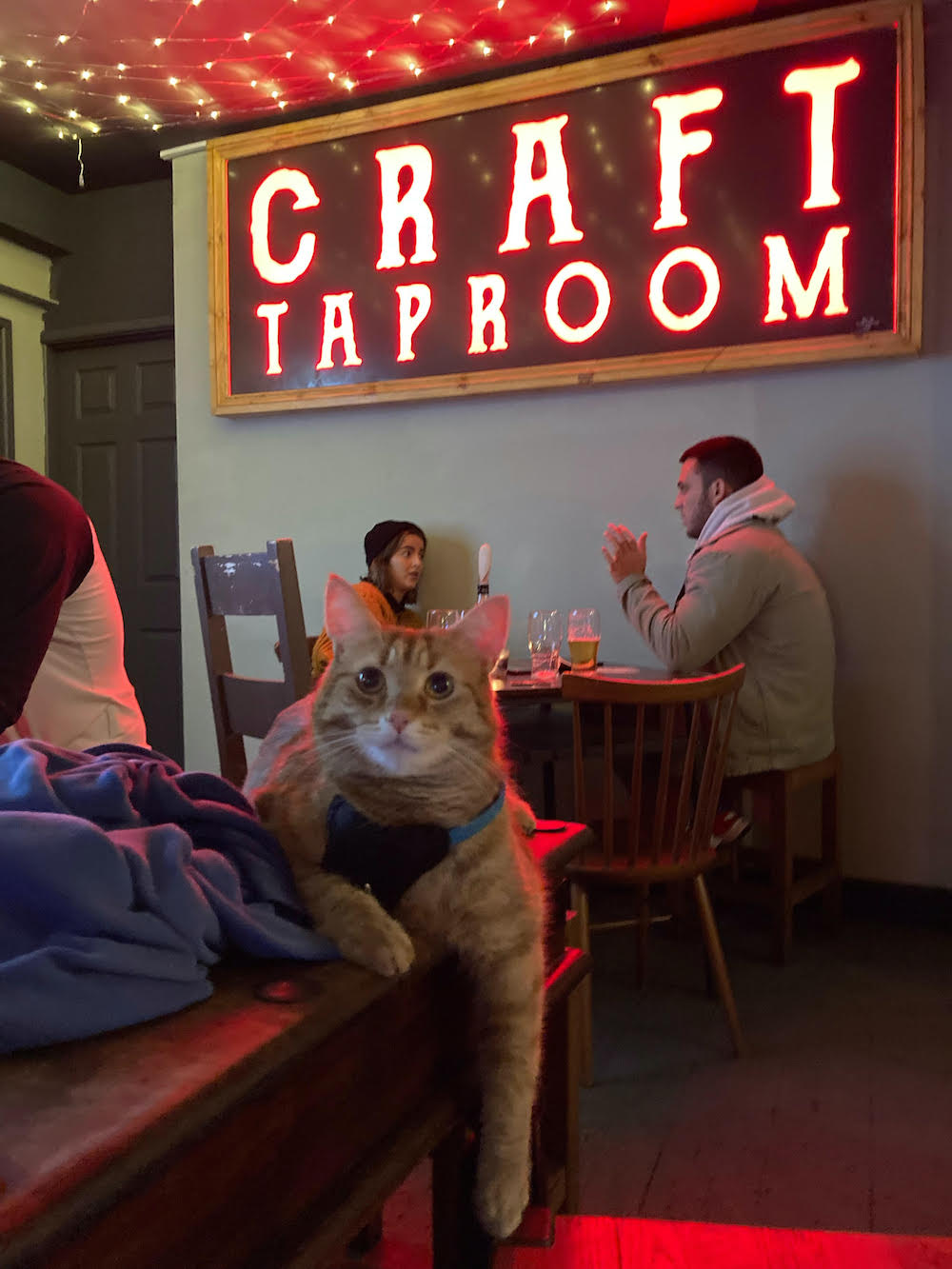 Eli the cat is living his best pub life in Liverpool | The Guide Liverpool