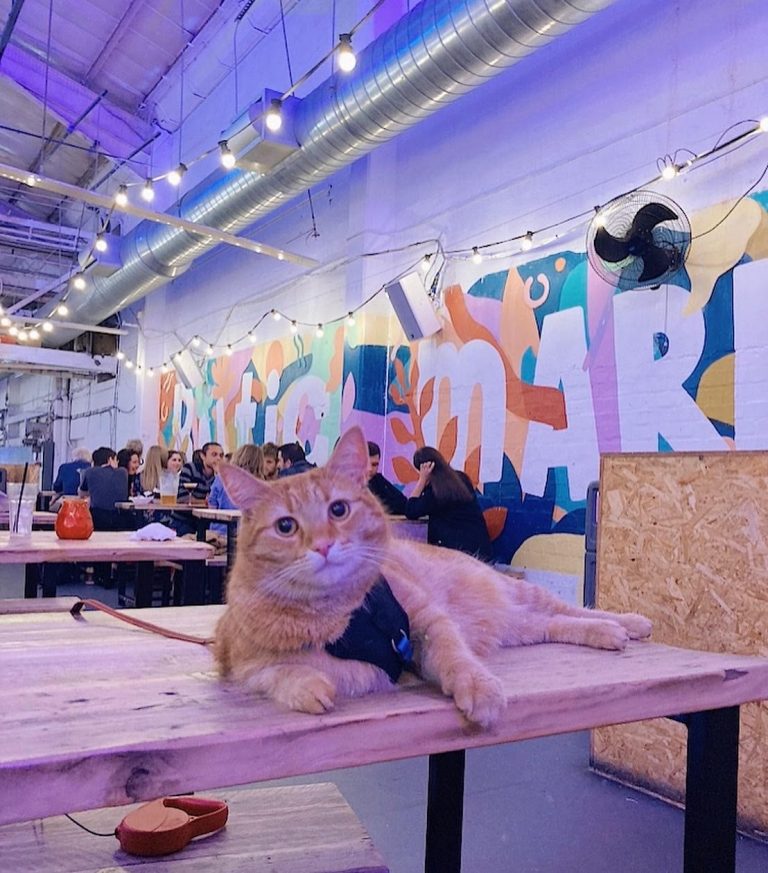 Eli the cat is living his best pub life in Liverpool | The Guide Liverpool
