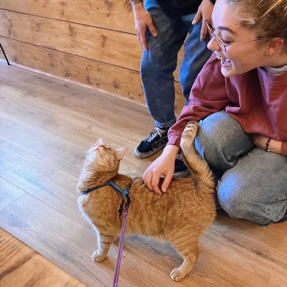 Eli the cat is living his best pub life in Liverpool | The Guide Liverpool