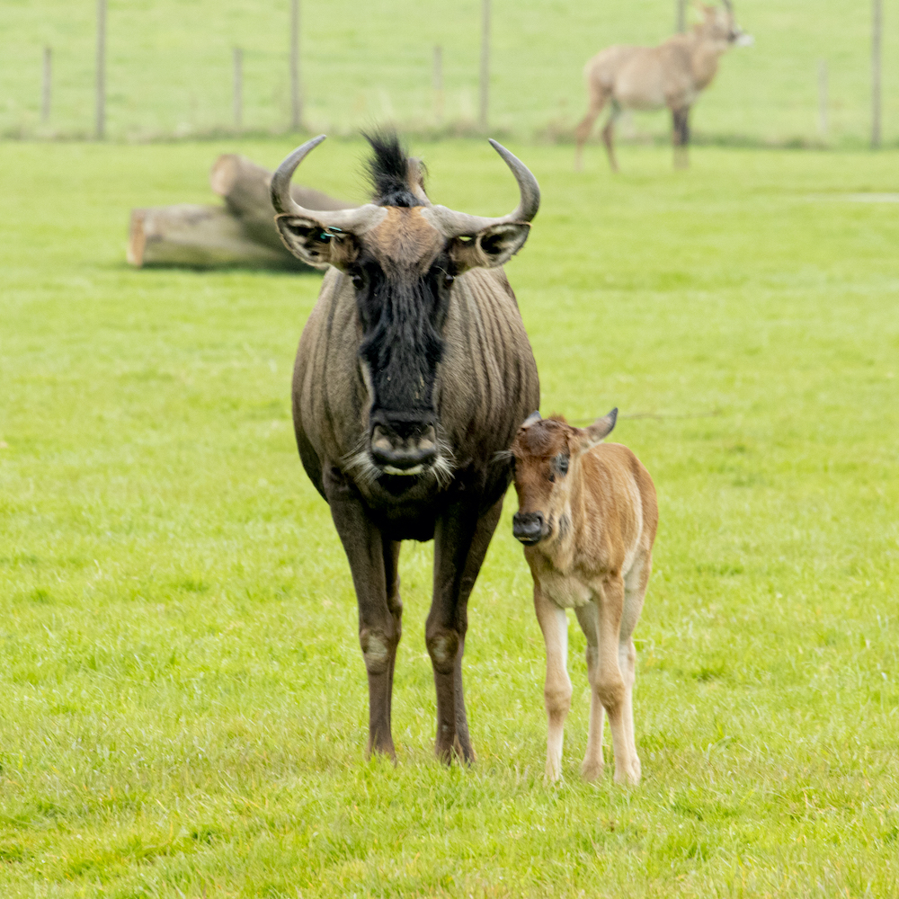 Celebrate Mother's Day with these animal mums at Knowsley Safari | The ...