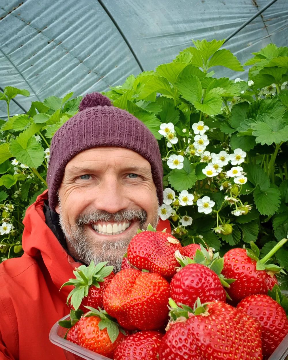 It’s strawberry time - and here’s where you can go to pick yourself a ...