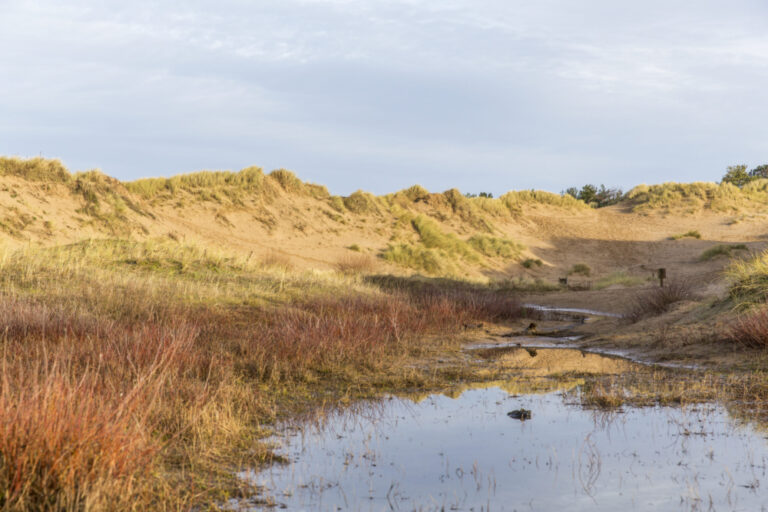Natural Trust Formby plan to restore natural sand dune habitats takes ...