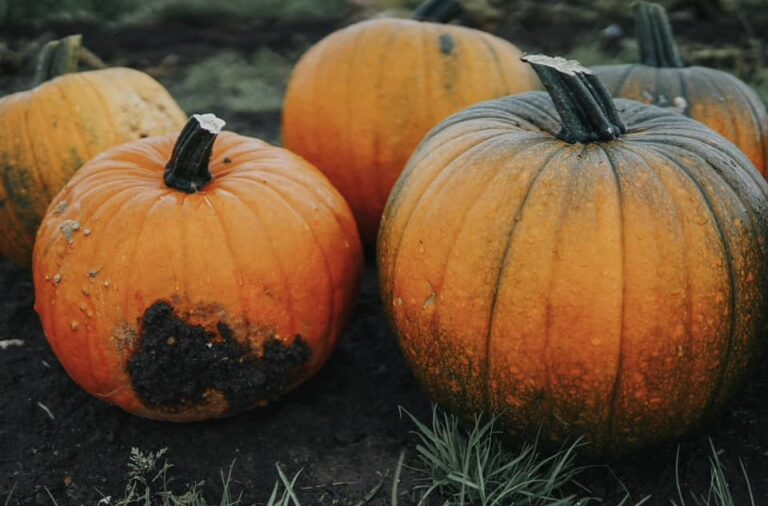 7 places perfect for pumpkin picking this Halloween | The Guide Liverpool
