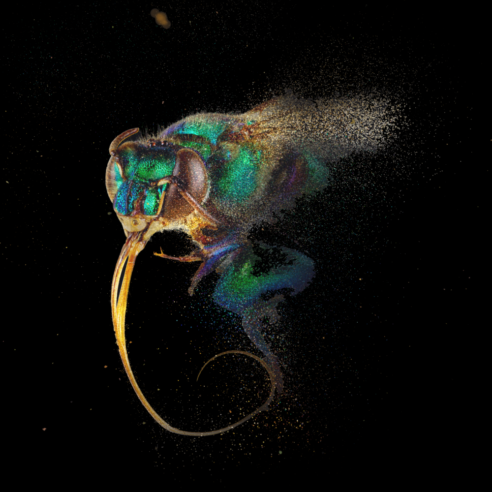 Immersive exhibition on bees and their fight for survival is coming to ...
