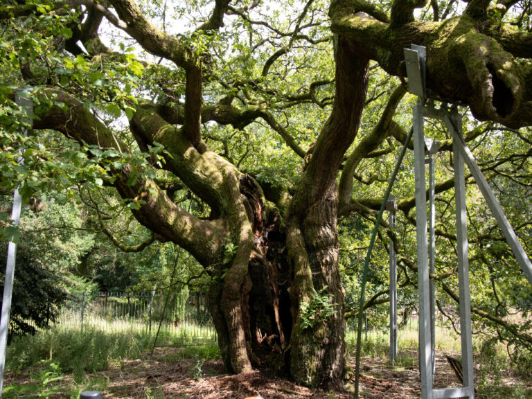 11 reasons you have to visit Calderstones Park | The Guide Liverpool