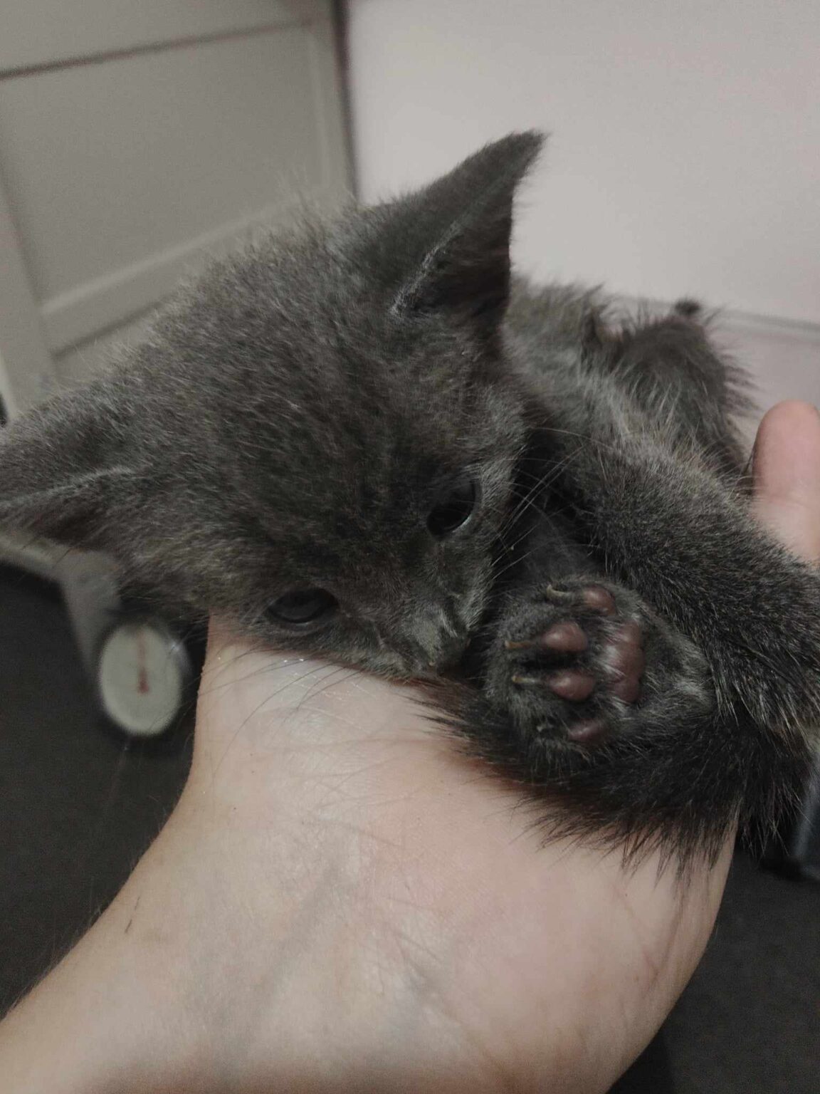 Kirkby couple helped found new foster-first animal rescue charity to ...